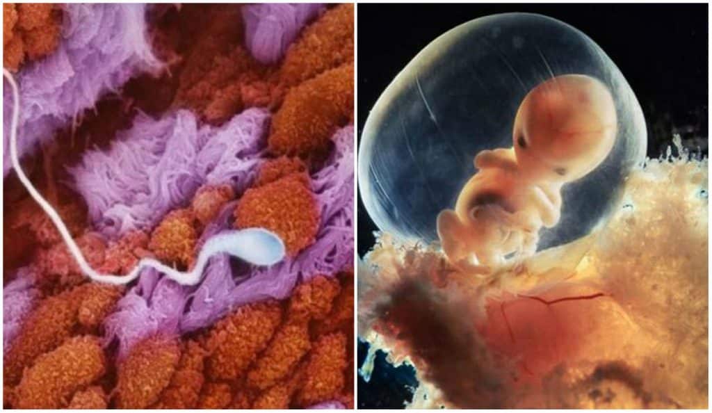 Embrionul uman de la concepere pana la nastere in 23 de fotografii. Asa ...